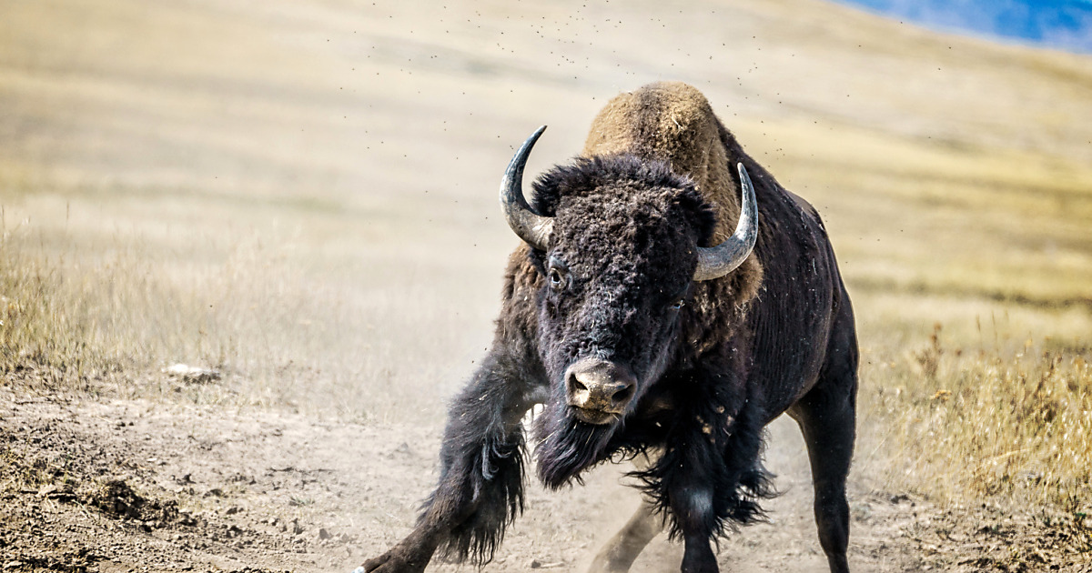 Apparently charging buffalo at National Bison Range - Jasonian Photography