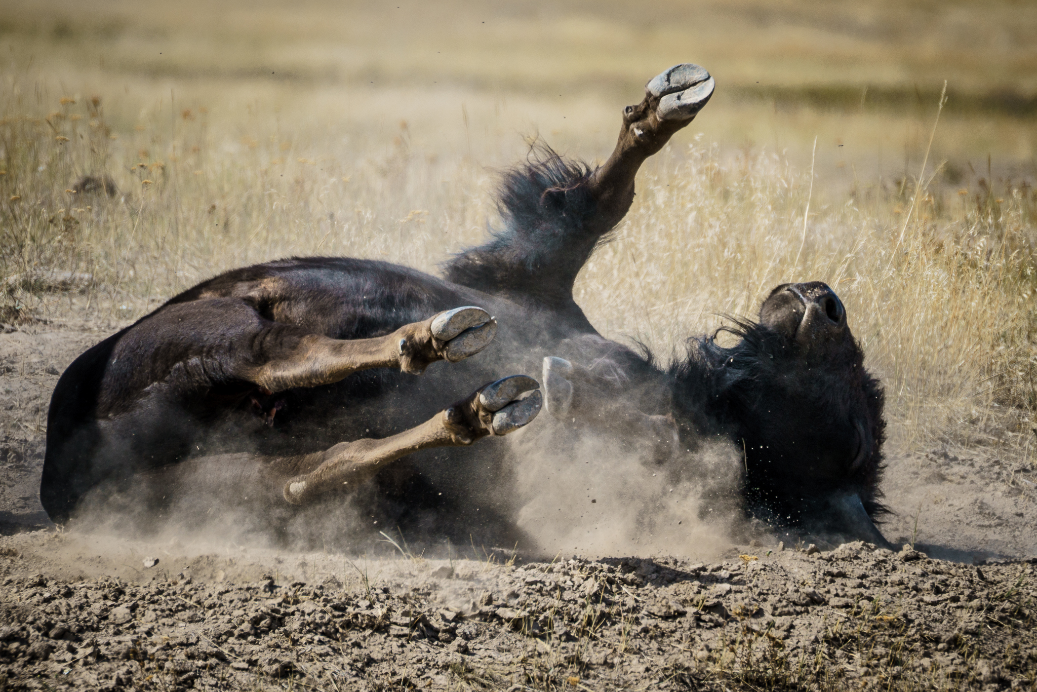 Apparently charging buffalo at National Bison Range - Jasonian Photography