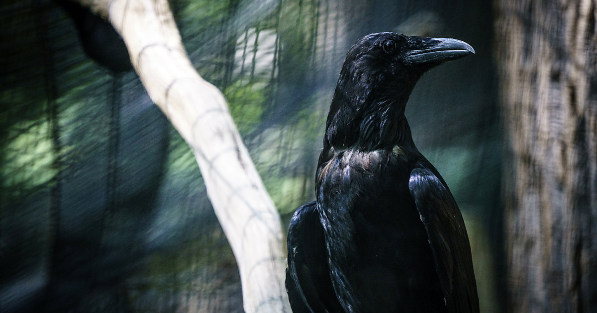 Raven Perched at National Zoo - Jasonian Photography