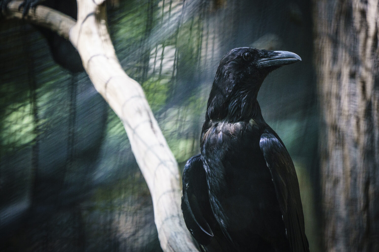 Raven Perched at National Zoo - Jasonian Photography